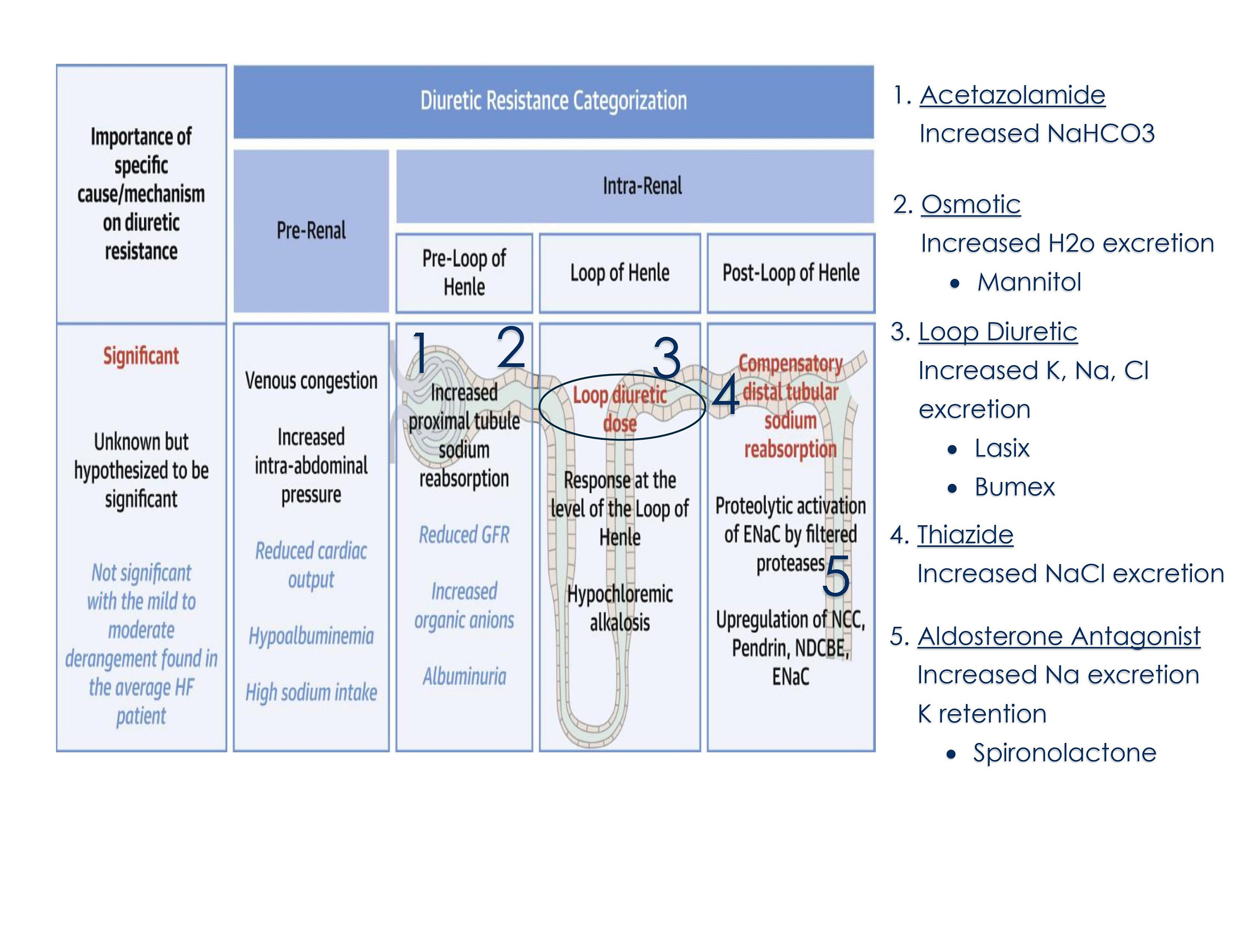 Diuretic Resistance Chart - Etsy