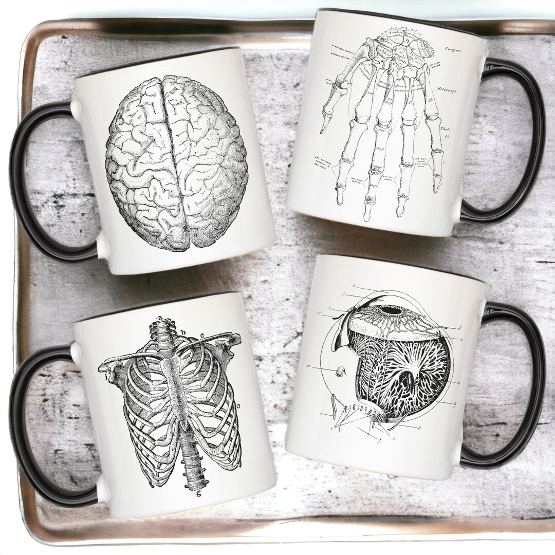 Human Anatomy Mugs Cup Gift, Medical Home Decor, Anatomical Decor ...