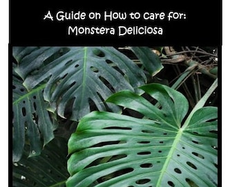 Monstera Deliciosa Quick Care Guide - Etsy
