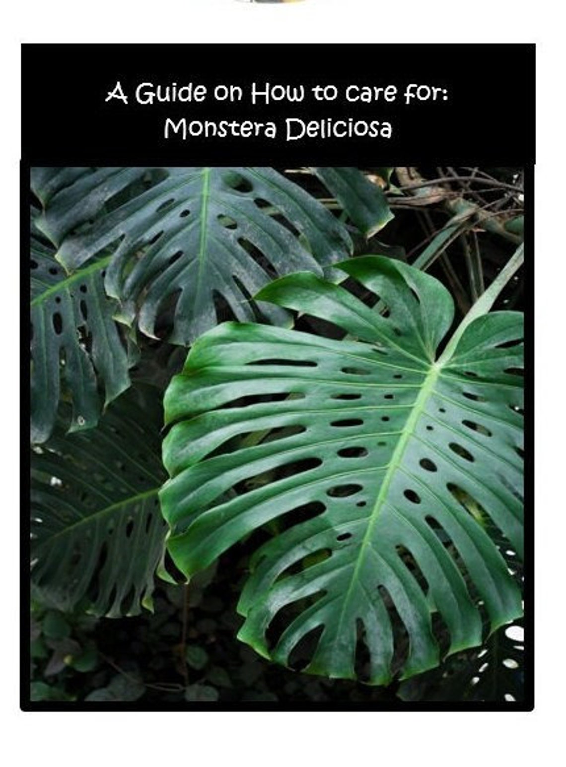 Monstera Deliciosa Care Guide - Etsy