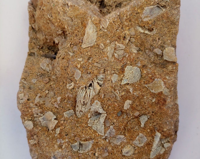 Kentucky Fossil Hash Plate - Etsy