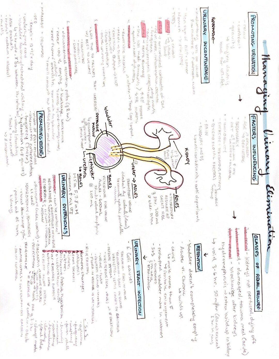 NSG Concept Maps: Managing Urinary Elimination - Etsy