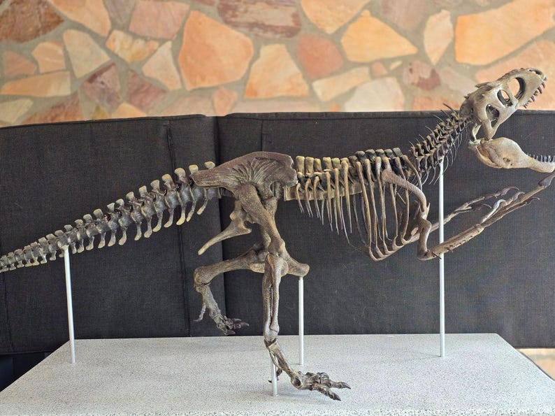 Dinosaur Allosaurus Skeleton, 160 Cm Long - Etsy Australia