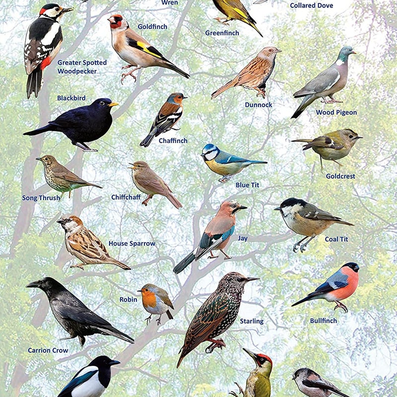 British Birds Poster - Etsy UK