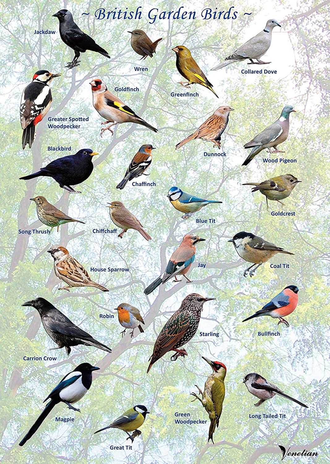 British Garden Birds A4 Poster, Bird Spotting Chart - Etsy UK
