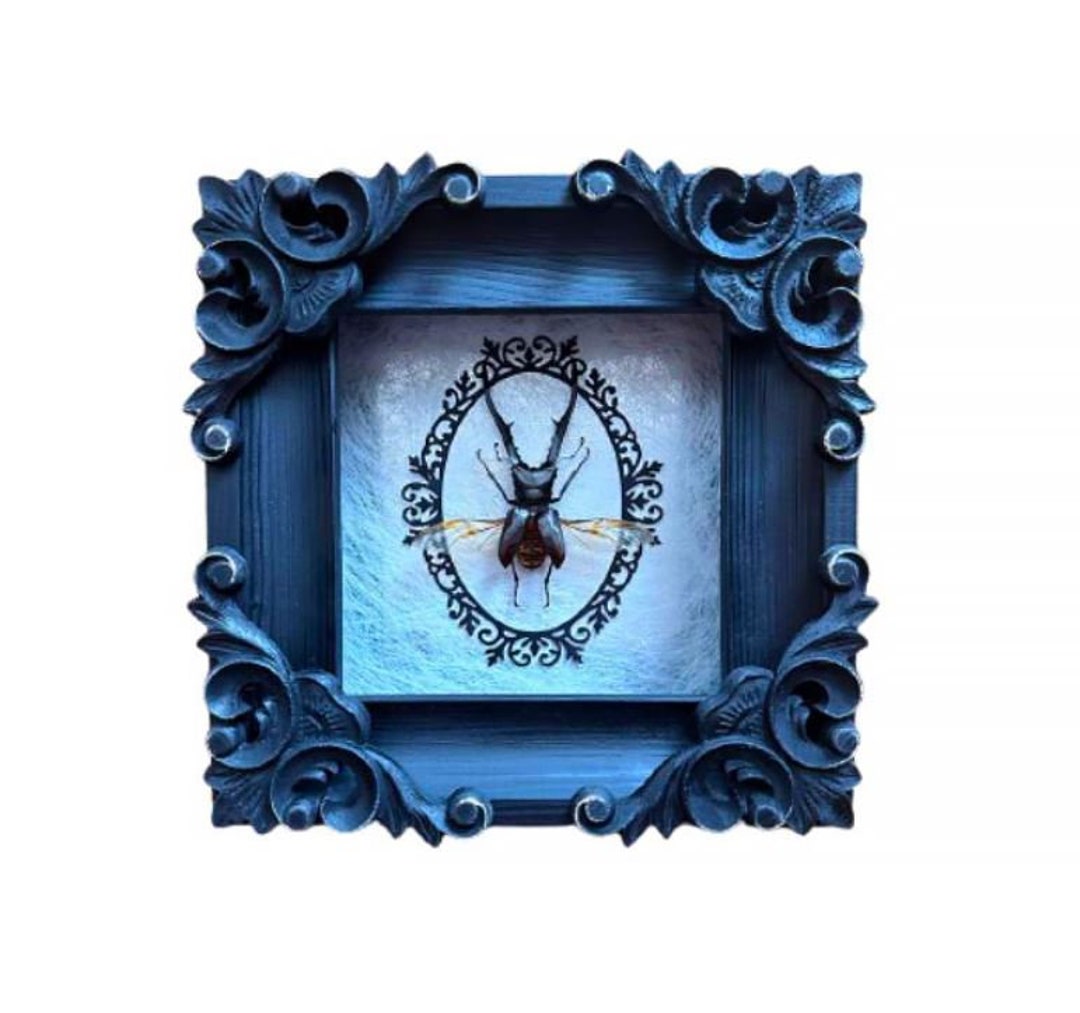 Wooden Frame Bug Lucanus Cervus Gothic for Home Wall Decor Taxidermy ...