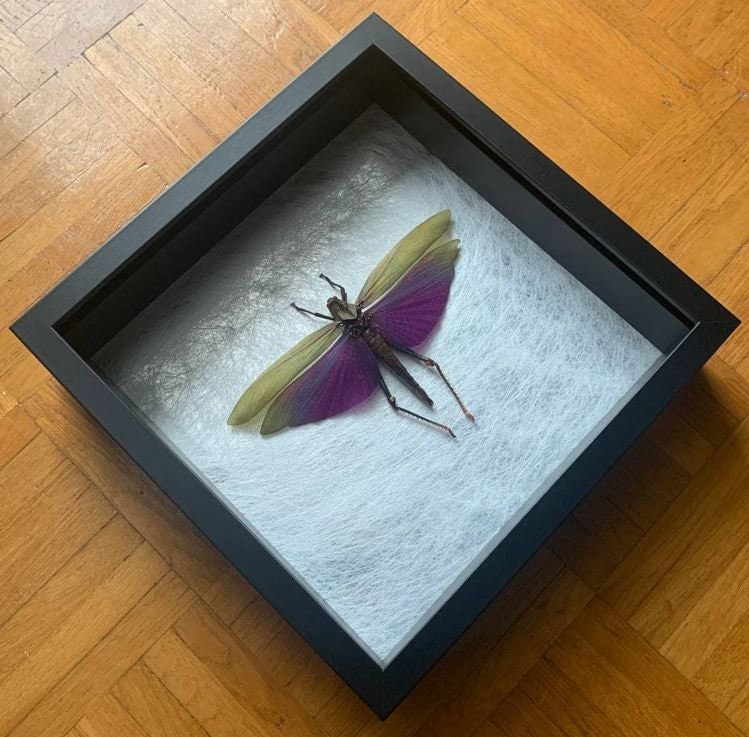 Wooden Real Frame Grasshopper Titanacris_albipes Insect - Etsy
