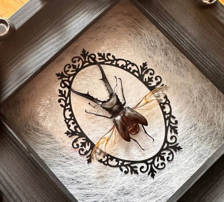 Wooden Frame Bug Lucanus Cervus Gothic for Home Wall Decor Taxidermy ...