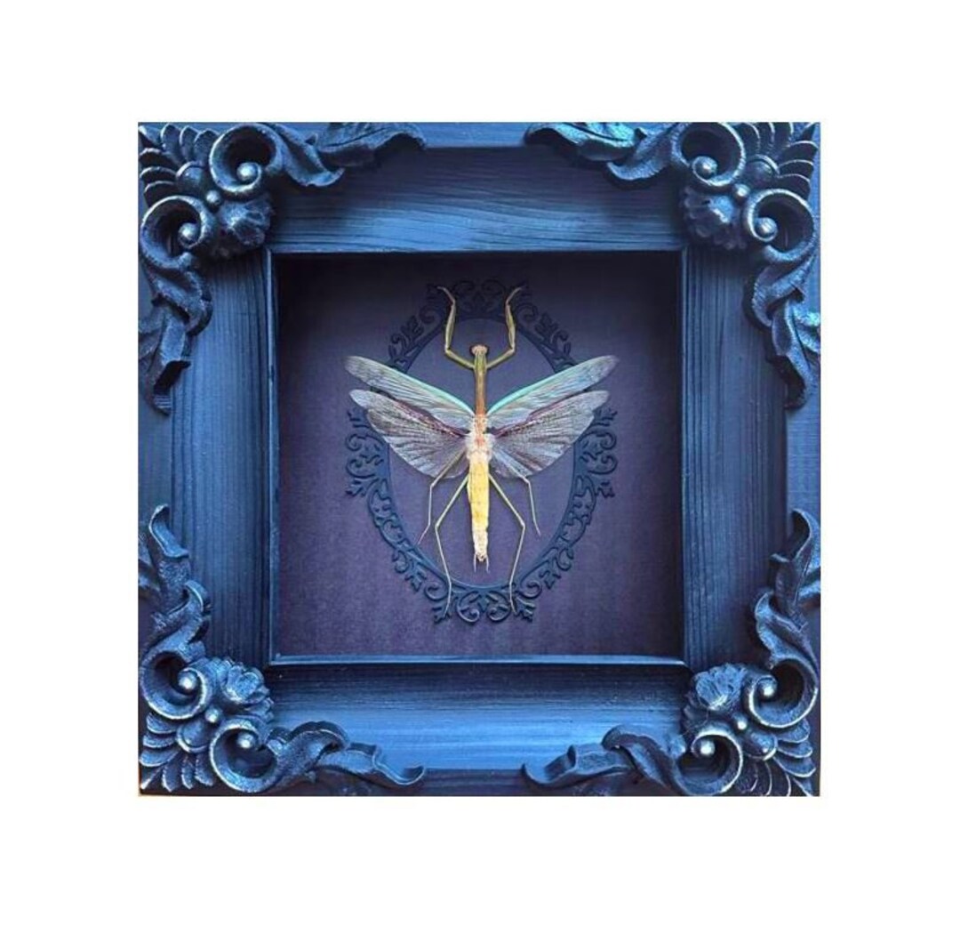 Wooden Frame Gothic Decor Taxidermy Mantis Parhierodula Venosa Dark ...