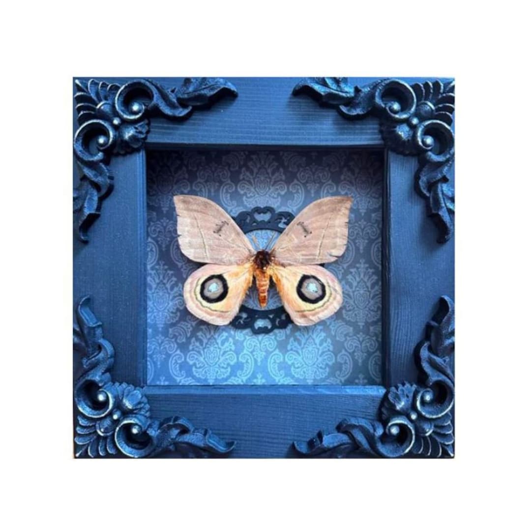 Real Frame Butterfly Automeris Randa Moth Gothic Home Wall Decor ...