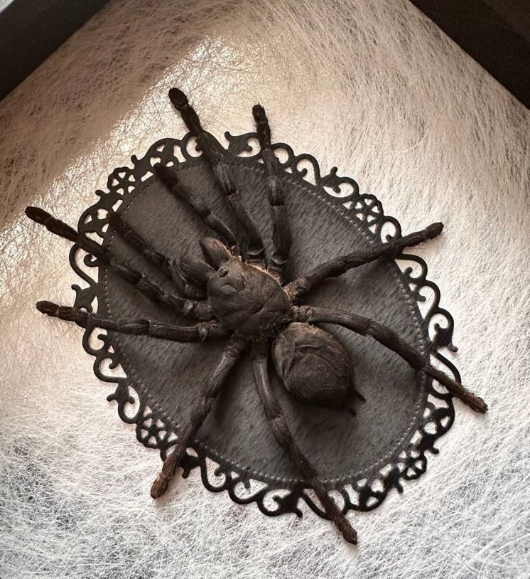Wooden Frame Spider Giant Pamphobeteus / Gothic/ for Home Wall - Etsy