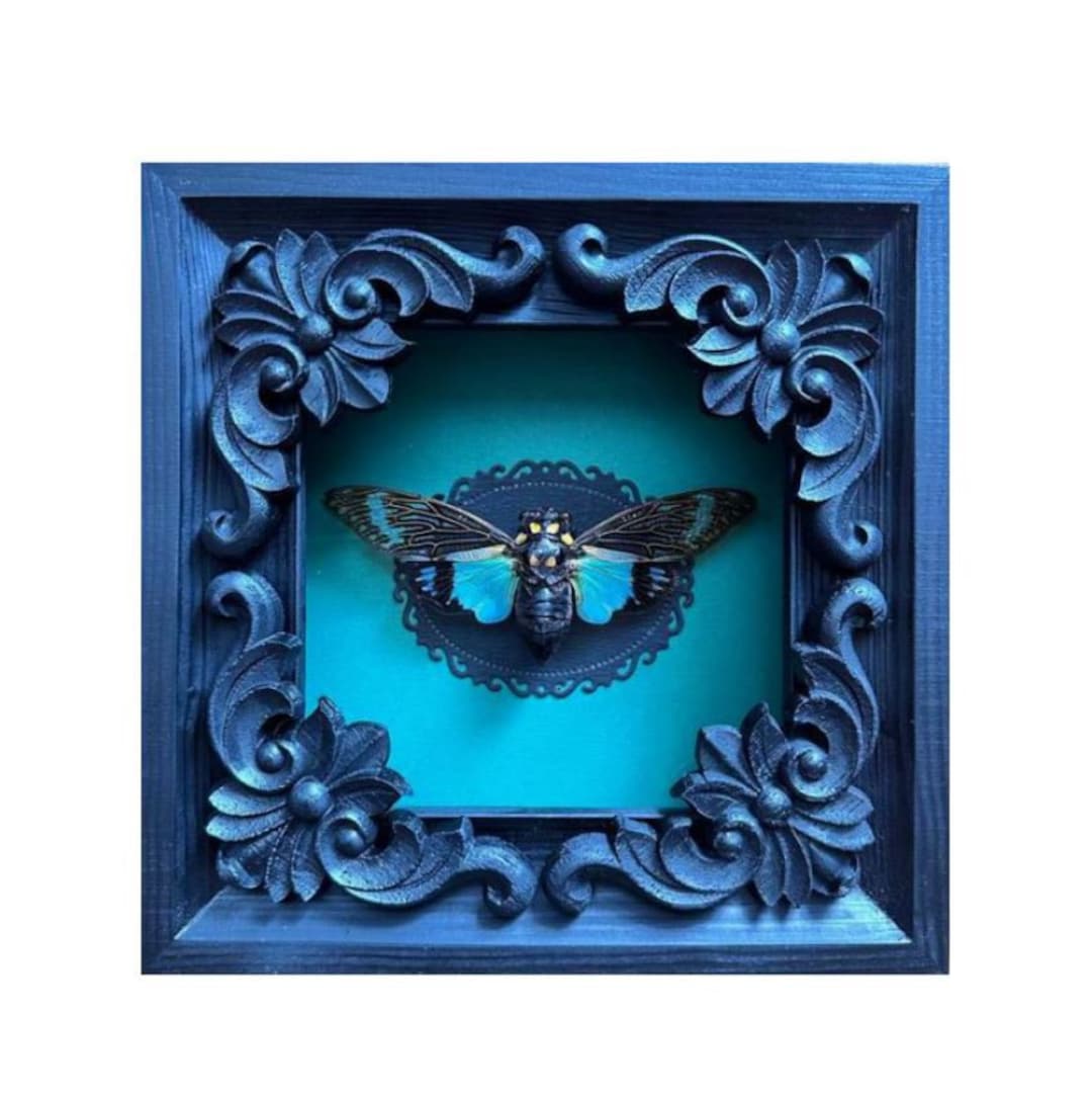Real Framed Moth Aurivillius Gothic Taxidermy Taxadermy Oddity - Etsy