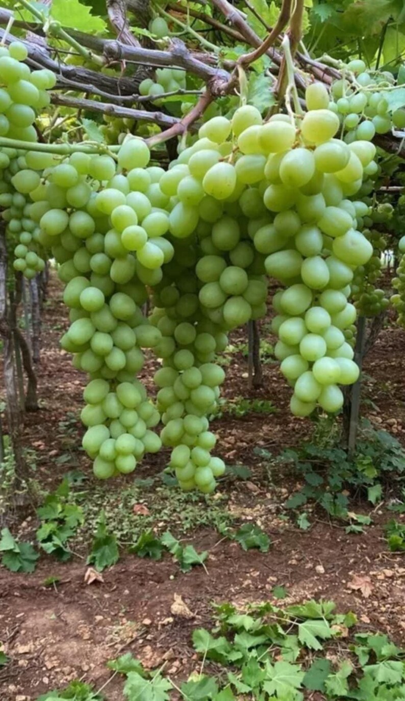 Autumn King Seedless Grapes 4 Fresh Rootless Cuttings - Etsy Canada
