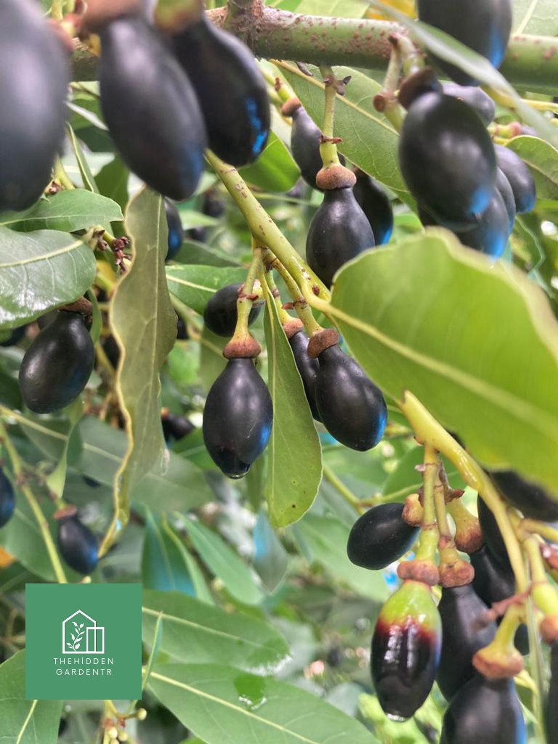 Bay Tree, Sweet Bay, Grecian Laurel, True Laurel Tree Seeds 50 *laurus ...