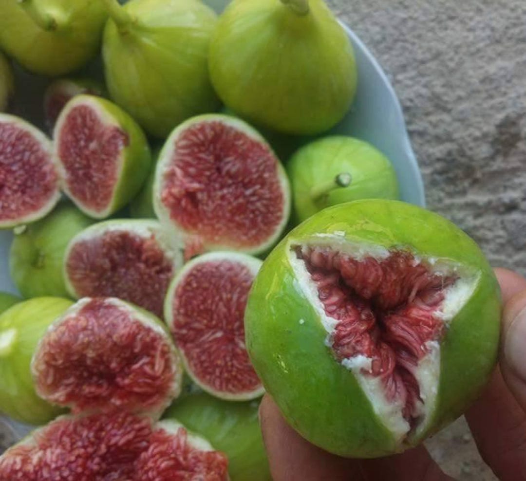 Green Patlican Fig 3 Rootless Fresh Cuttings - Etsy Canada