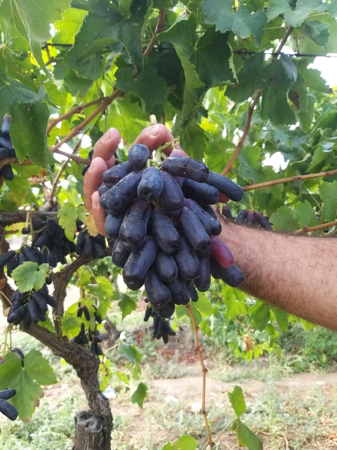 Sweet Sapphire Grapes 5 Fresh Rooted Plants - Etsy