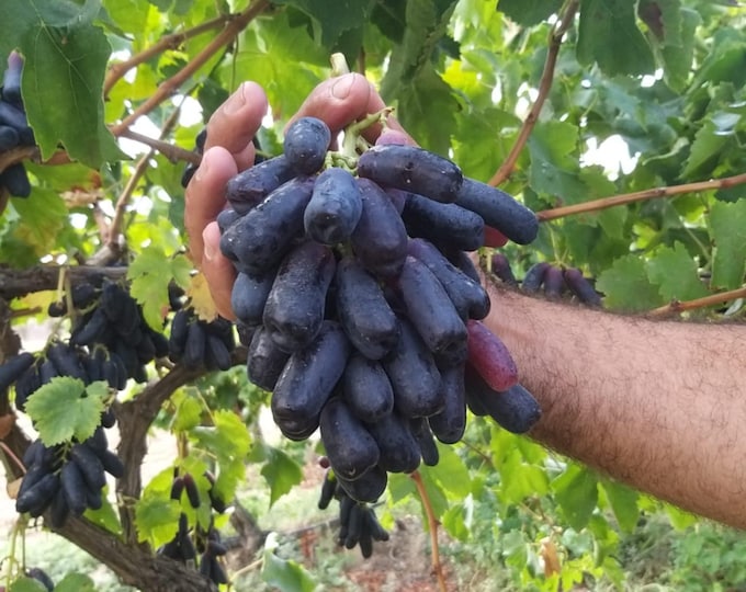 5pcs Japanese Fujiminori Giant Table Grape Cuttings 藤稔葡萄/乒乓球葡萄插条 US ...