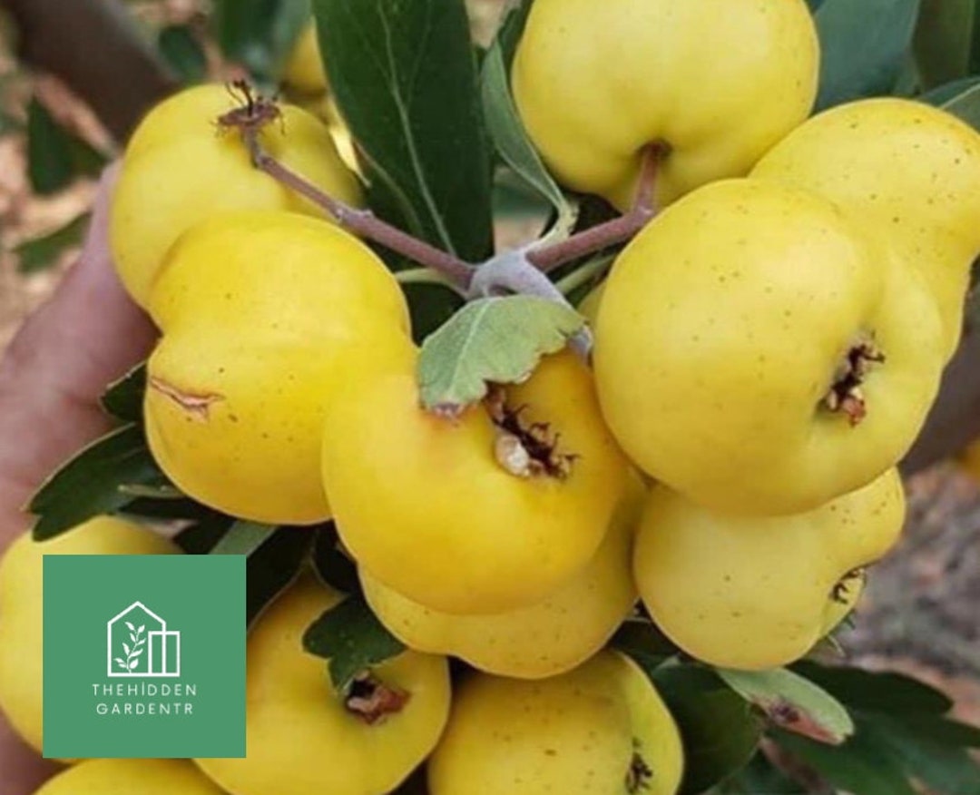 Yellow Hawthorn, Quince Hawthorn Fruit Tree 50 Seeds *crataegus ...