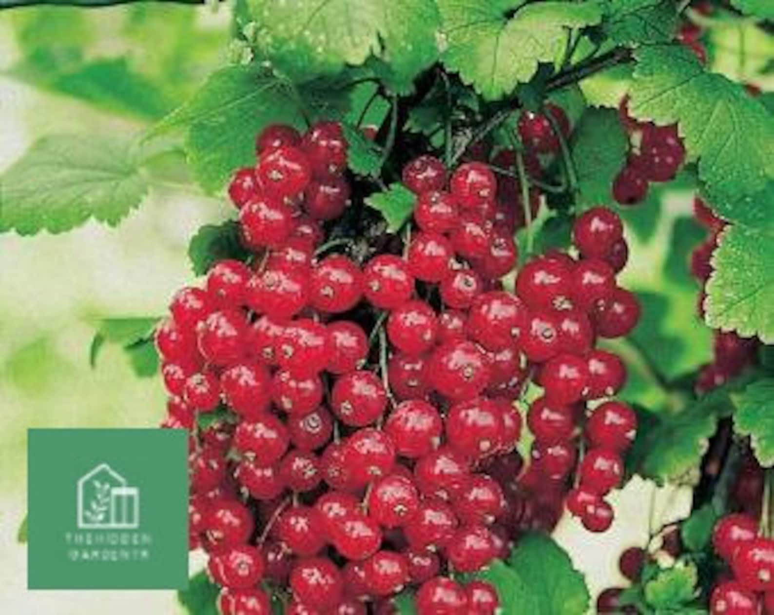 What to do with Red Currants! Recipes and Growing Tips