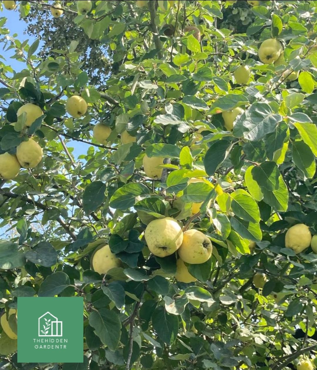 Quince, *cydonia Oblonga* Quince Fruit Tree 4 Fresh Cuttings - Etsy Canada