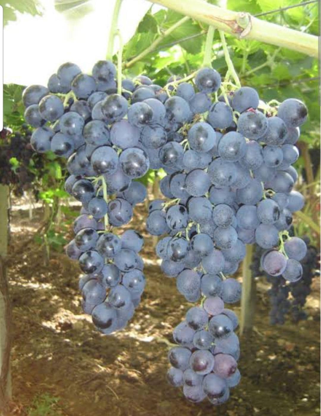 Michele Palieri Grapes 4 Rootless Cuttings - Etsy Australia