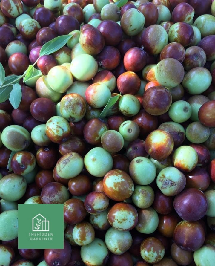 Jujube, Jujube Fruits Tree 30 Seeds *ziziphus Jujuba* - Etsy Canada