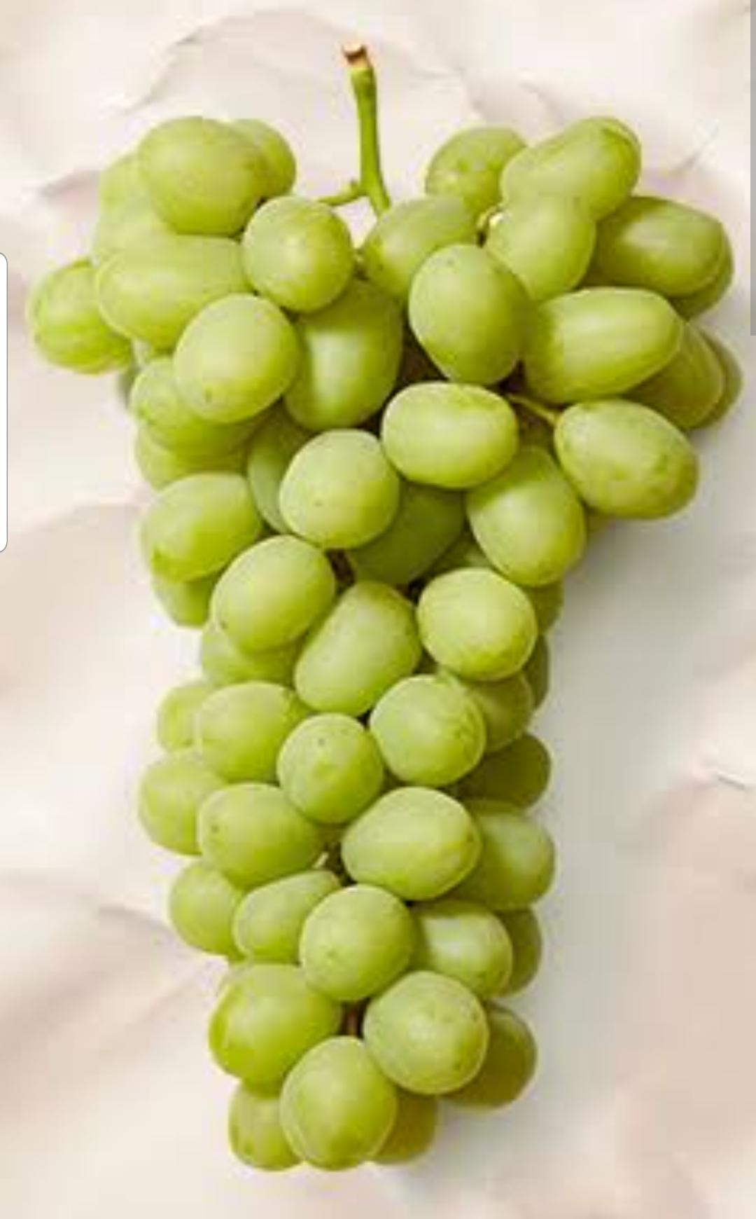 Autumn King Seedless Grapes 4 Fresh Rootless Cuttings - Etsy Canada