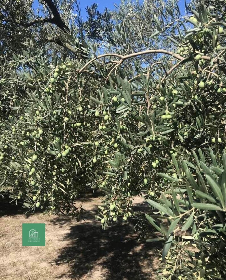 Gemlik Olive 5 Pieces Rooted Plants *olea Europaea* - Etsy