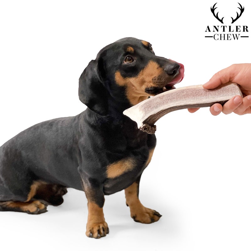 Puppy Split - Etsy UK