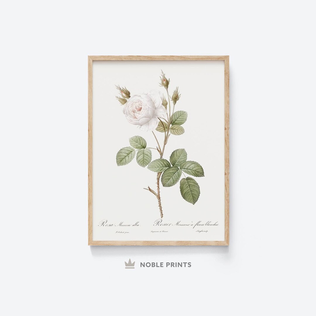 Vintage White Rose Flower Art Print | Printable Art | Rose Art Print ...
