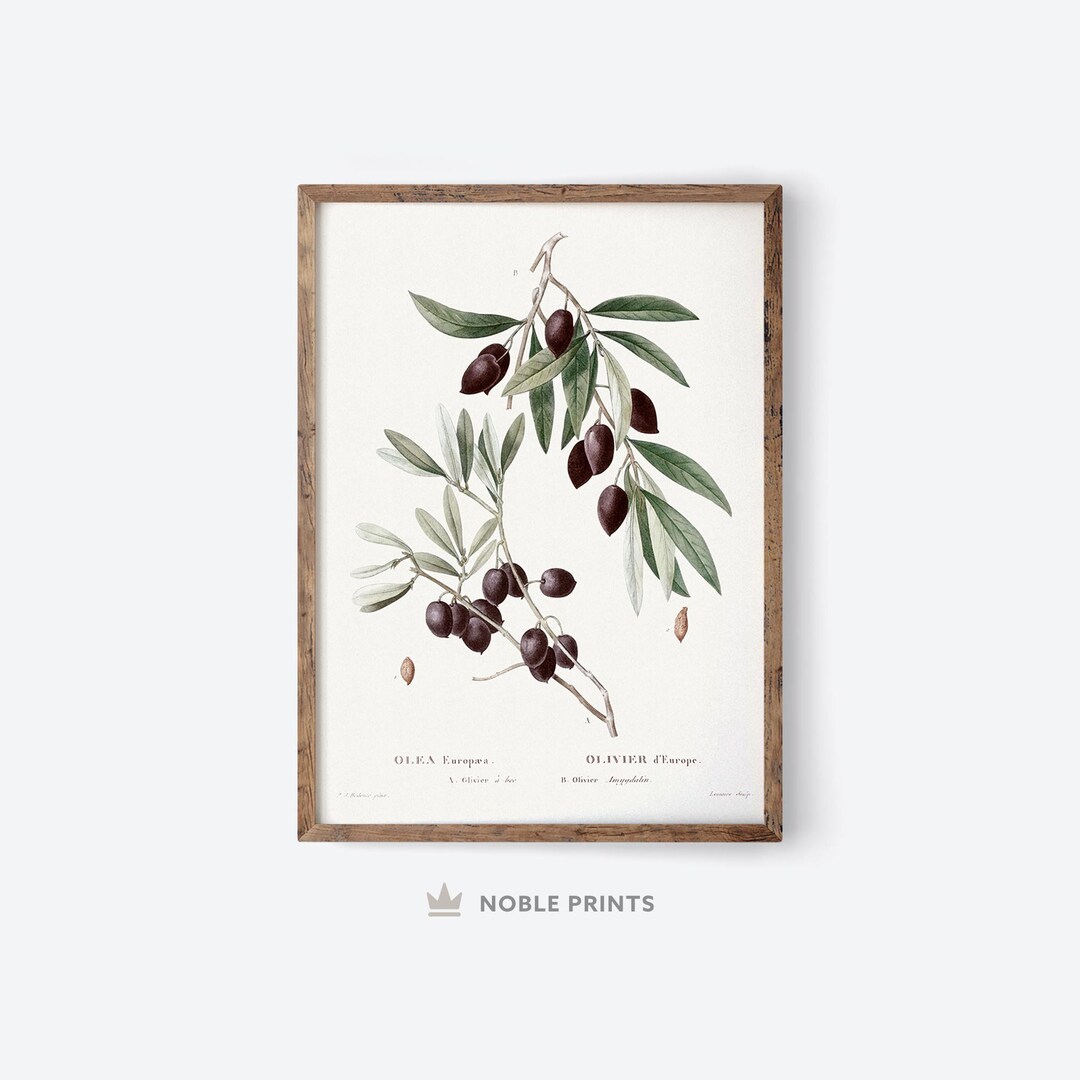Vintage Olive Art Print | Printable Art | Olive Drawing Wall Art ...