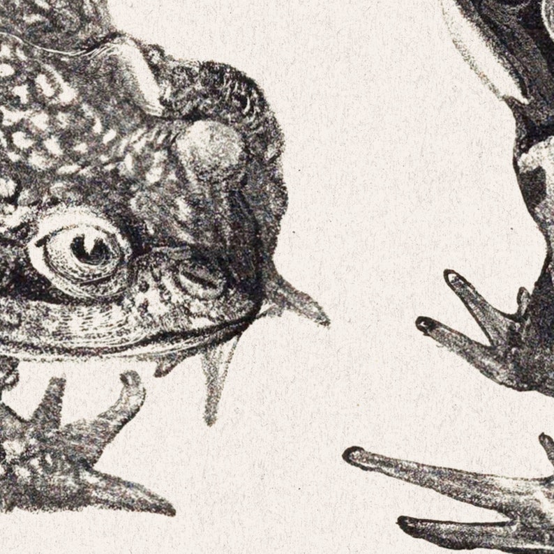 Vintage Frogs and Toads Print, Printable, Moody Gothic Print, Dark ...