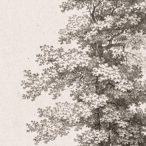 Tree Sketch Print Set, Printable, Tree Drawings, Tree Etchings, Vintage ...