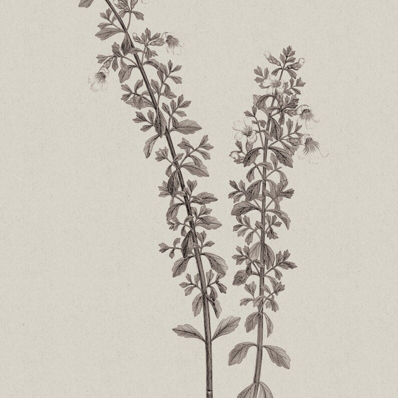 Neutral Botanical Gallery Print Set Printable Flower Wall - Etsy