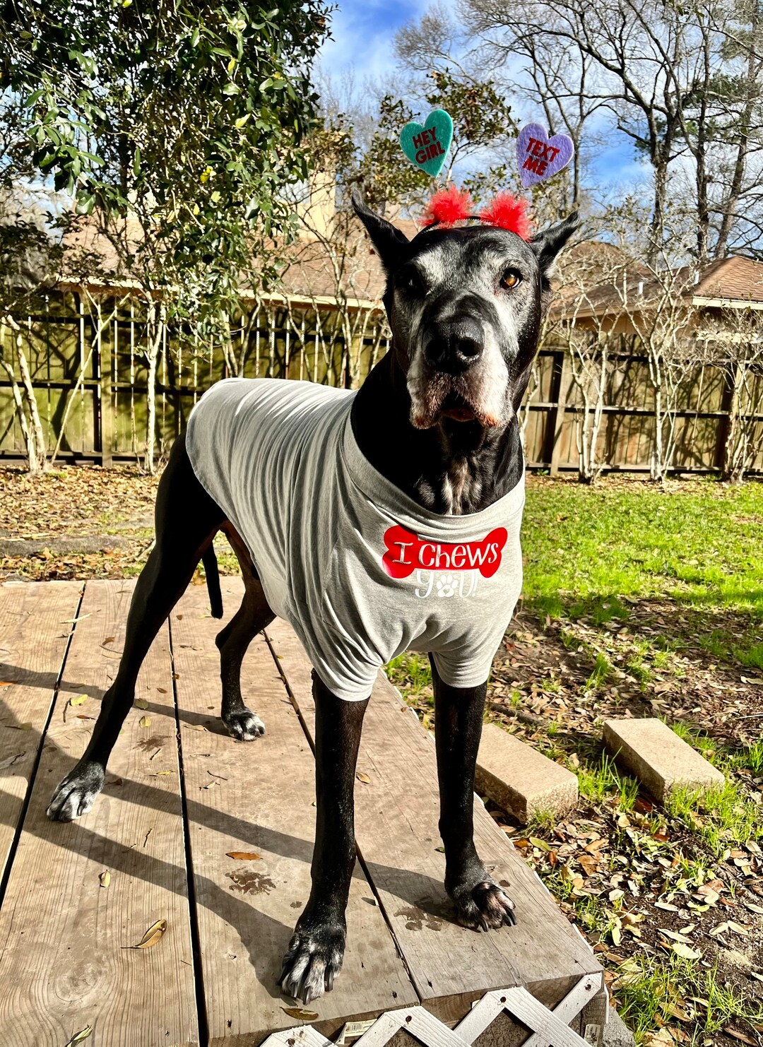 Great Dane Valentines I Chews You T-shirt - Etsy