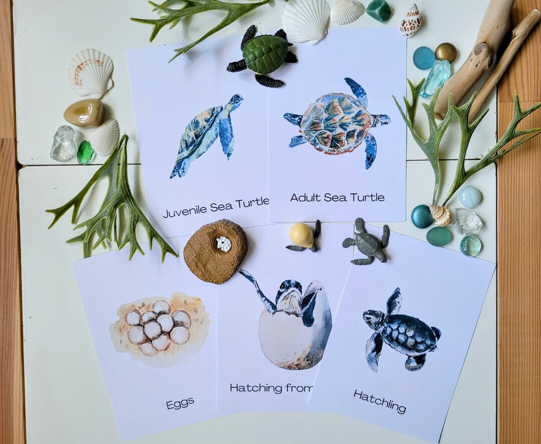 Sea Turtle Life Cycle Flashcards Digital Download - Etsy
