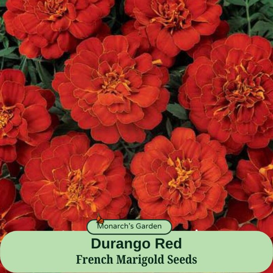 Heirloom French Marigold Seed Durango Red Flower Seeds - Etsy