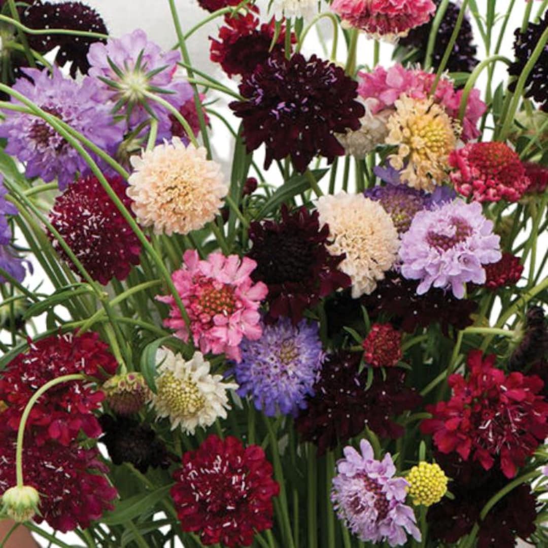 Scabiosa Seeds: Pincushion Flower Mix, Colorful Blooms - Etsy