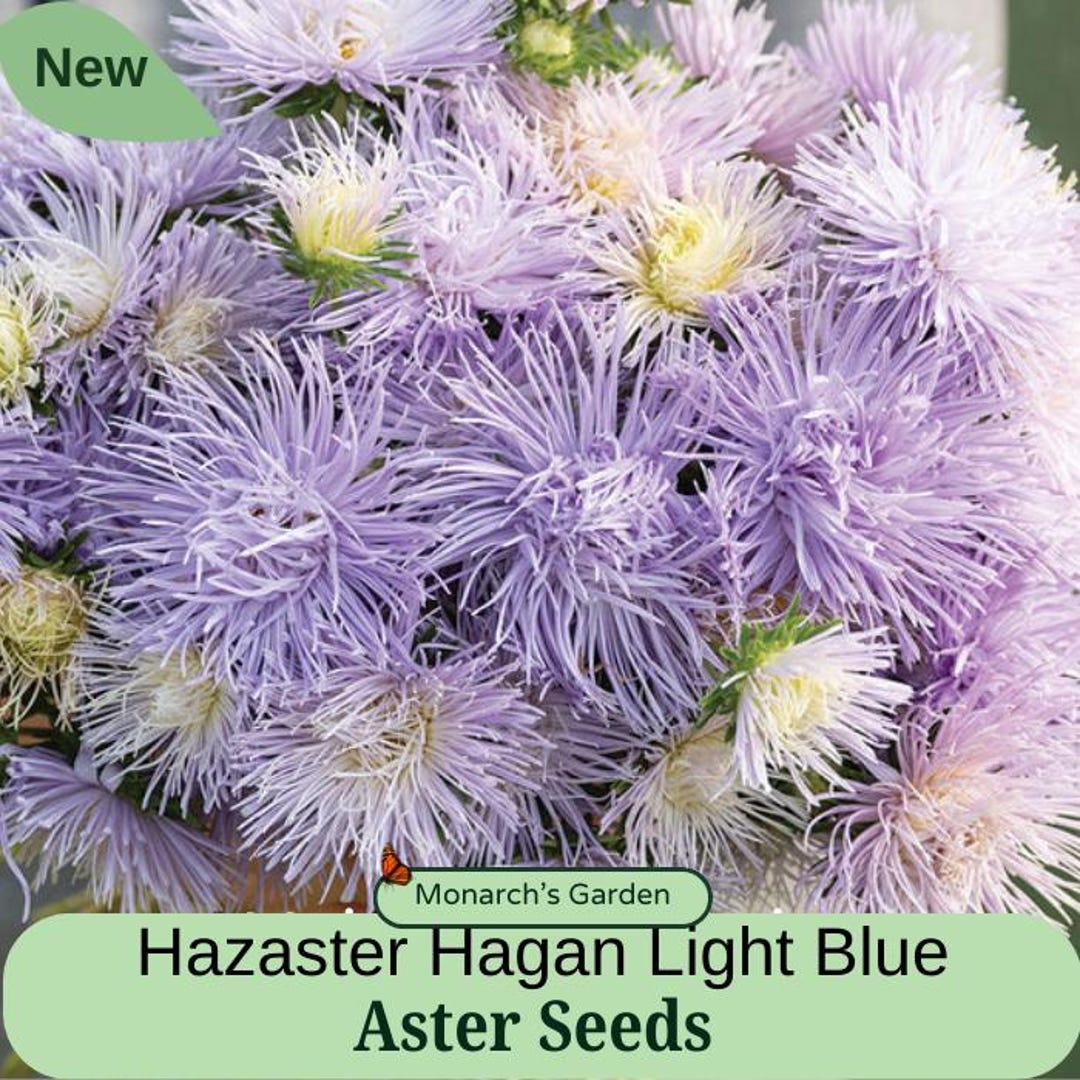 Light Blue China Aster Seeds Aster Seeds Hazaster Hagan Light Blue ...