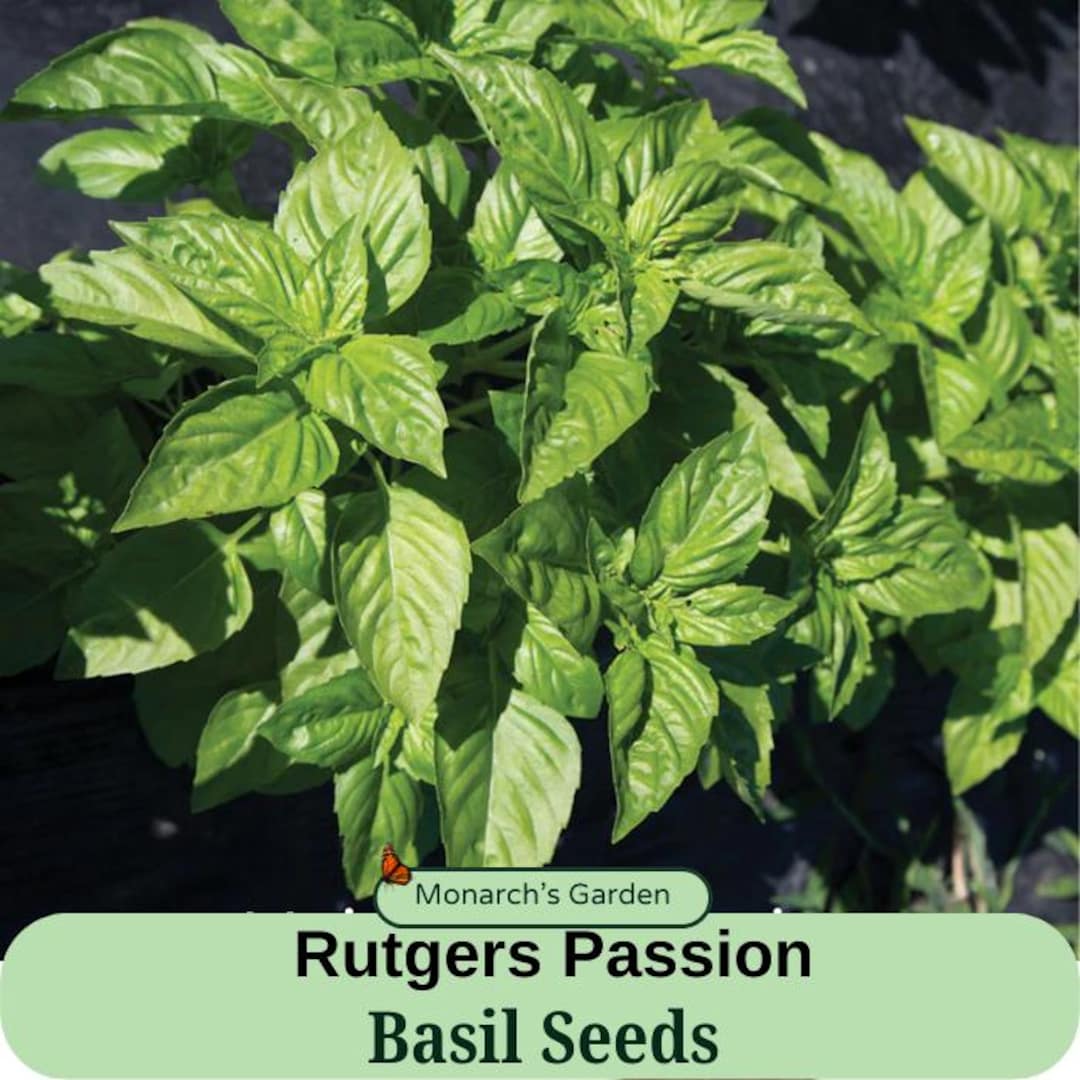 Basil Seeds Rutgers Passion DMR Seed Vigorous Sweet Basil - Etsy