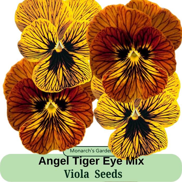 Viola Seeds Angel Tiger Eye Red & Yellow Mix Flower Seeds - Etsy