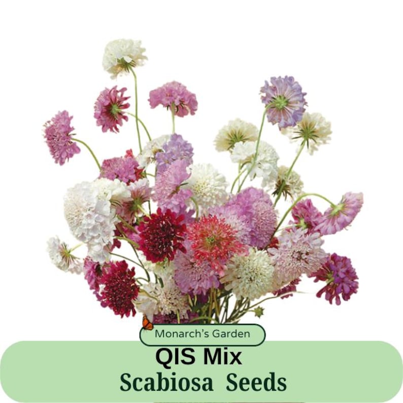 Scabiosa QIS Mix Seed - Etsy