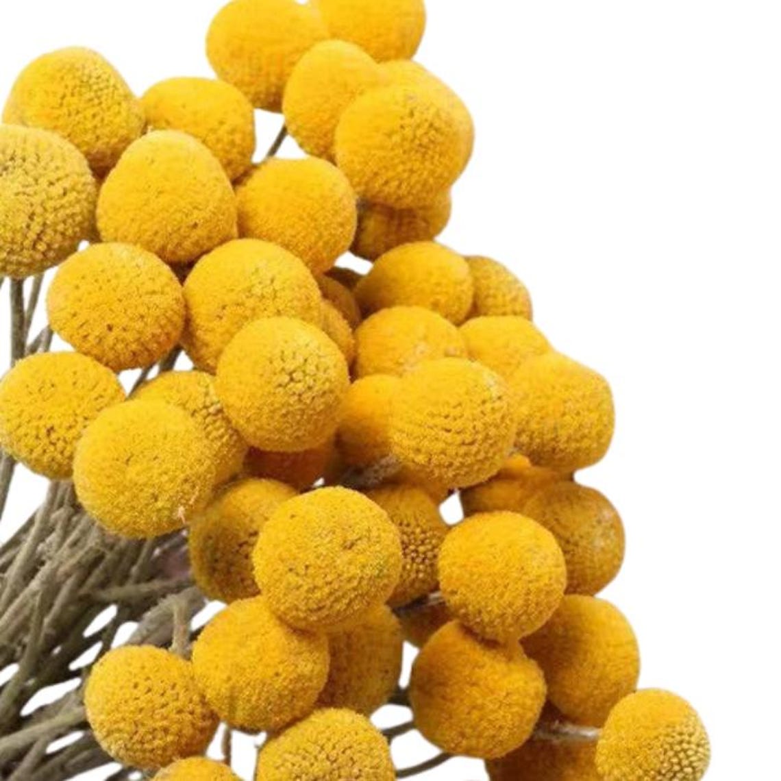 Craspedia Globosa Seeds Billy Buttons Drumsticks - Etsy