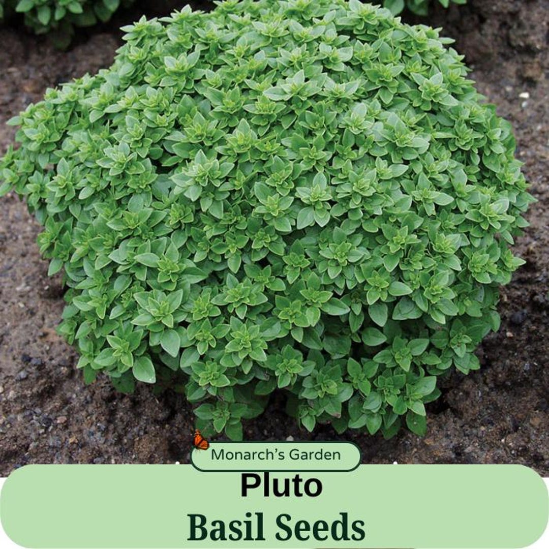 Basil Seeds Basil Pluto Seed - Etsy