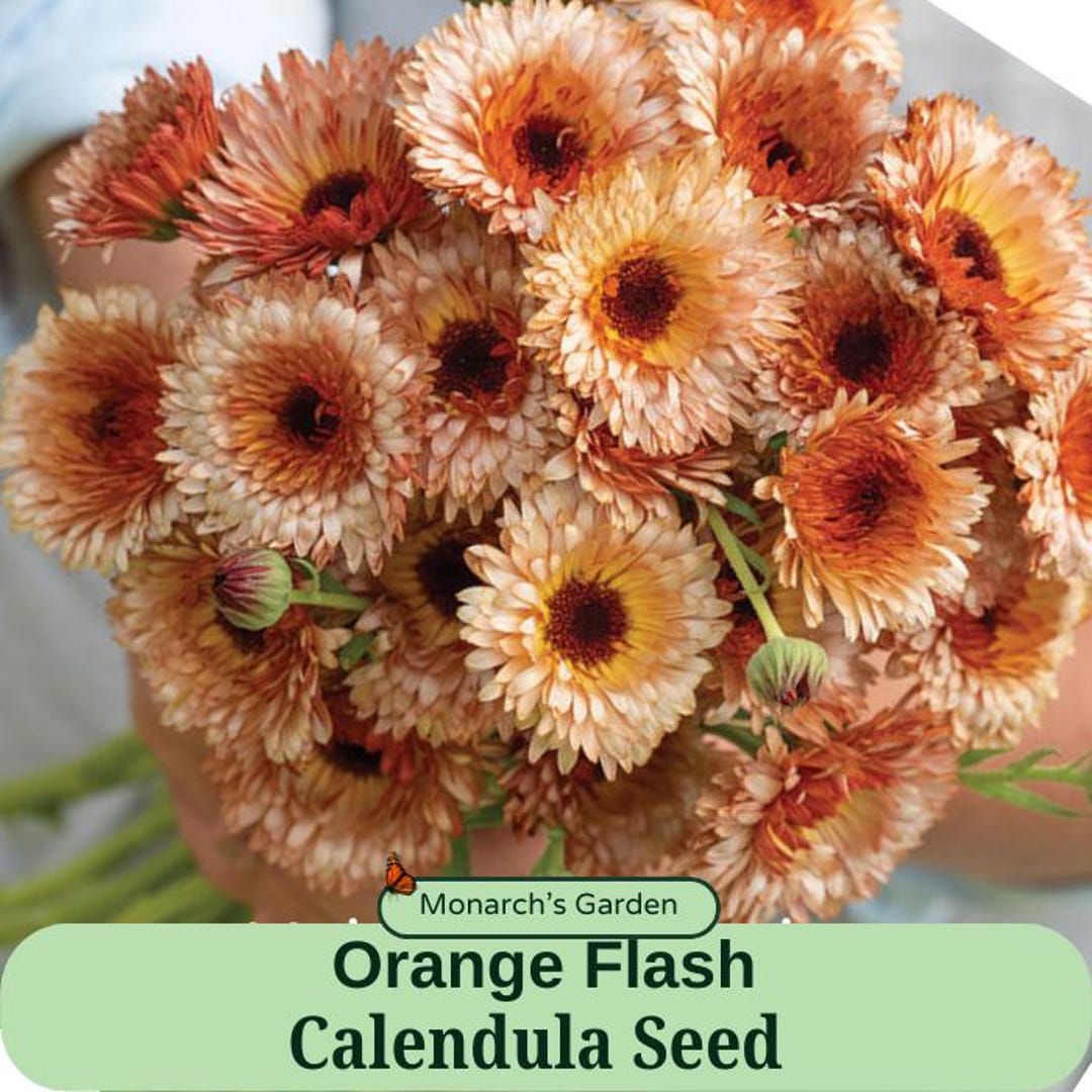 Orange Flash Calendula Seed Rose and Copper Hues. - Etsy