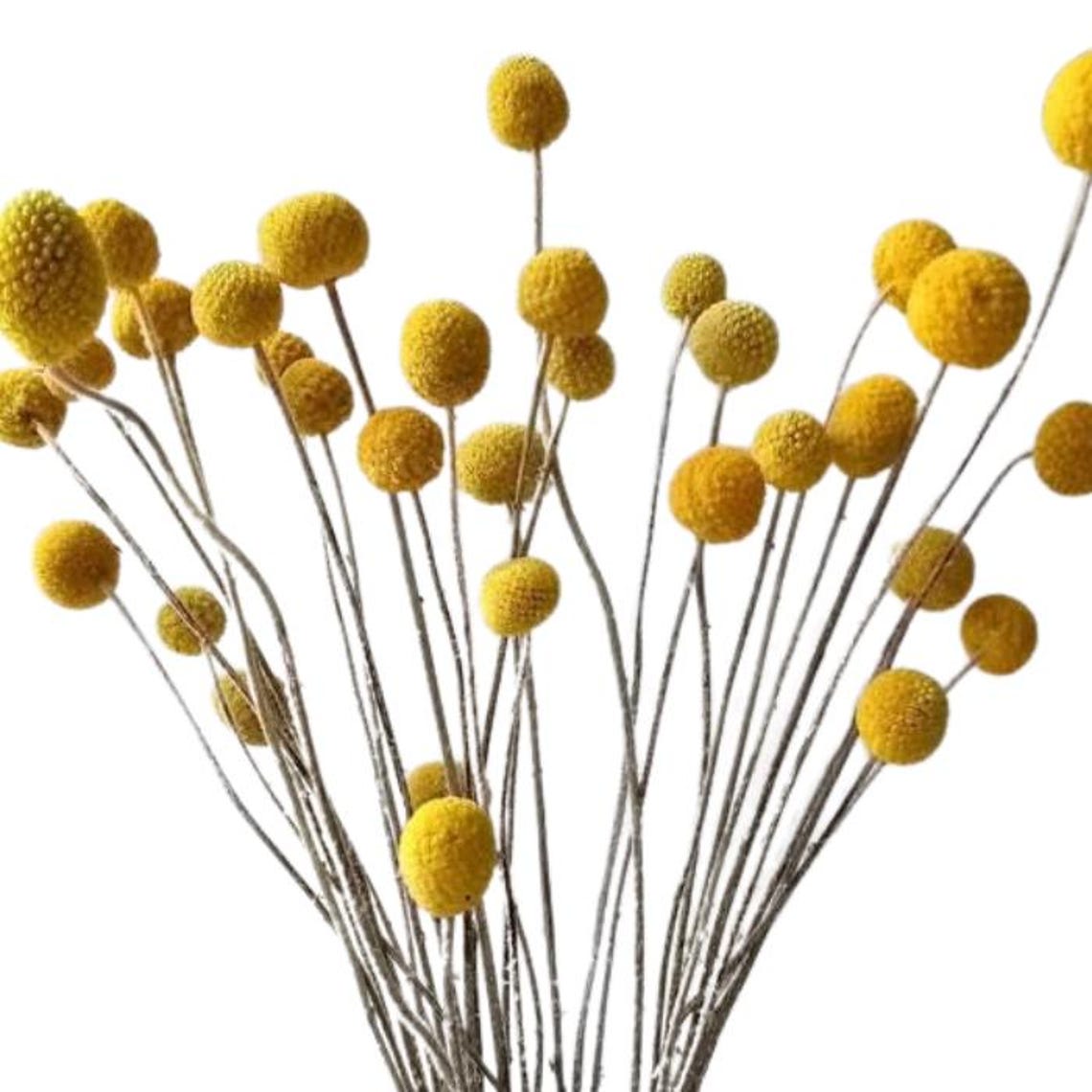 Craspedia Globosa Seeds Billy Buttons Drumsticks - Etsy