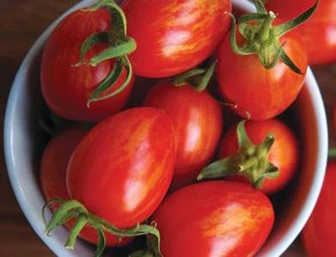 Tomato Seeds RED TORCH Open Pollinatedusa SELLER - Etsy