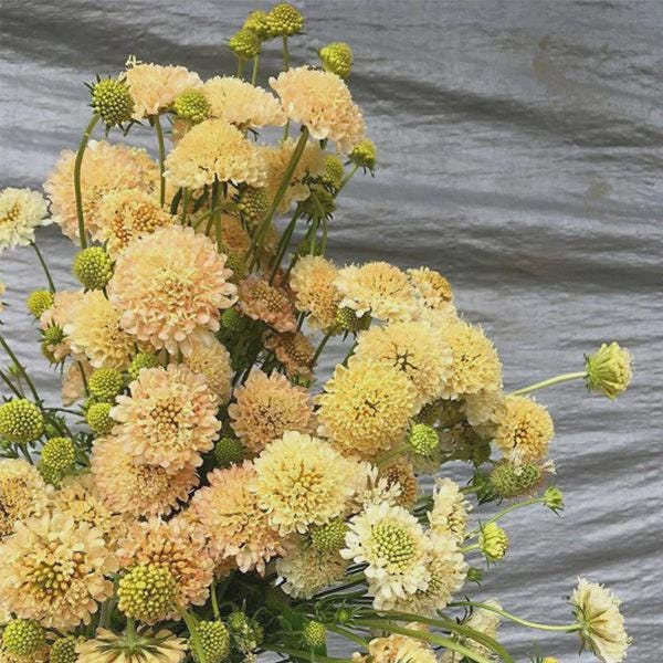Fata Morgana Scabiosa Seeds Elegant and Uniform Cut Flower. - Etsy
