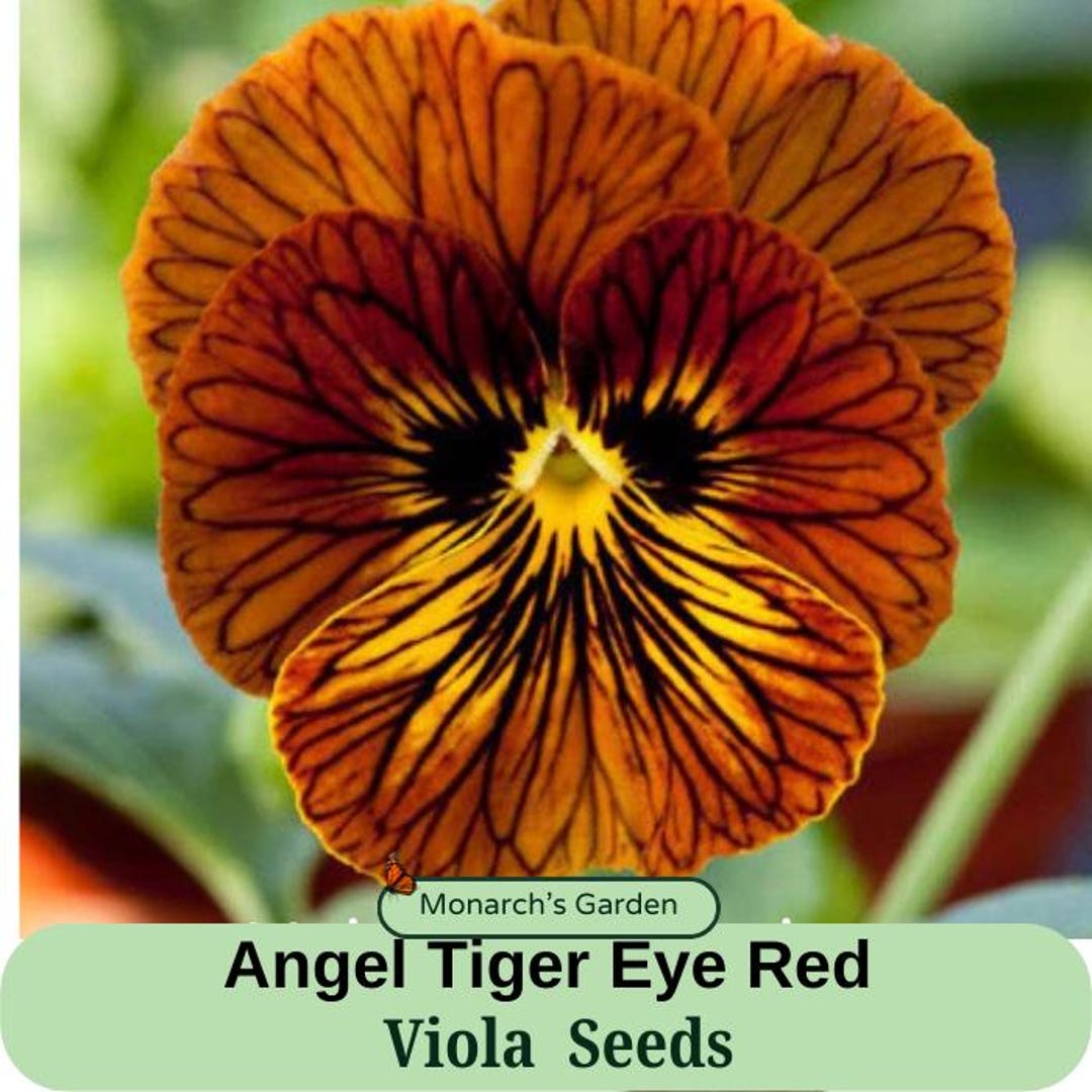 Viola Seeds Angel Tiger Eye Red Flower Seeds - Etsy