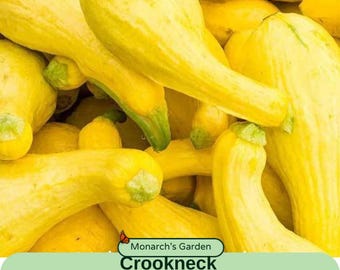 Yellow Bumpy Crookneck Summer Squash Seeds - Etsy